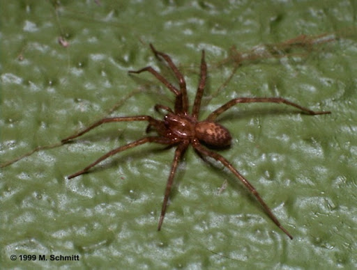Isla Muir: Tegenaria domestica, araña del año